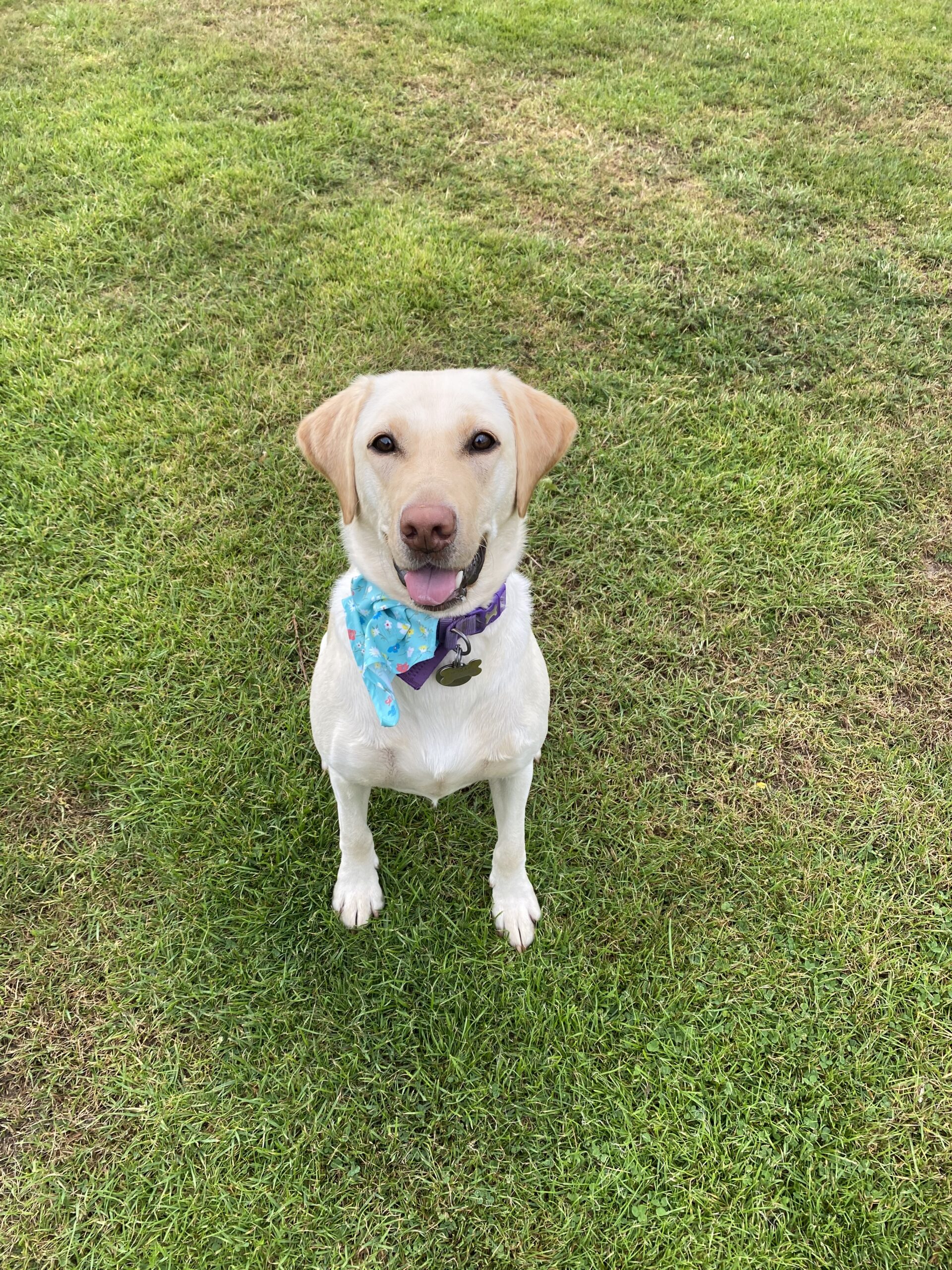 The Magic Labrador – Costs Barrister